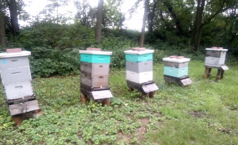Event organizers busy as bees prepping for honey farm open house | Local News | mankatofreepress.com