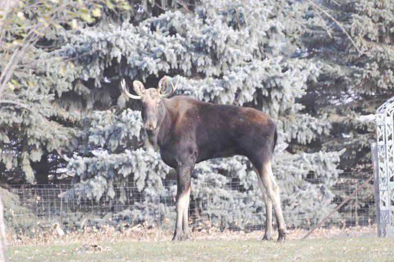 Brain worms killed Sleepy Eye moose | Local News | mankatofreepress.com
