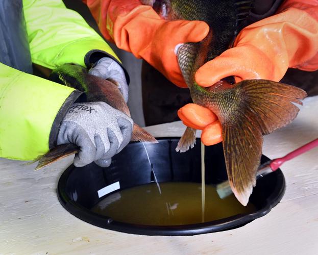 Cannon River walleye catch to benefit area lakes | Local News ...