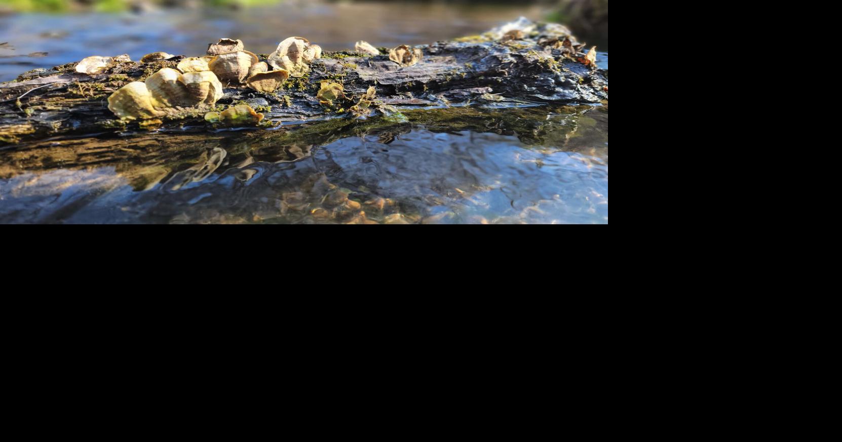 Mackenthun: Minnesota trout streams should be annual spring destination ...