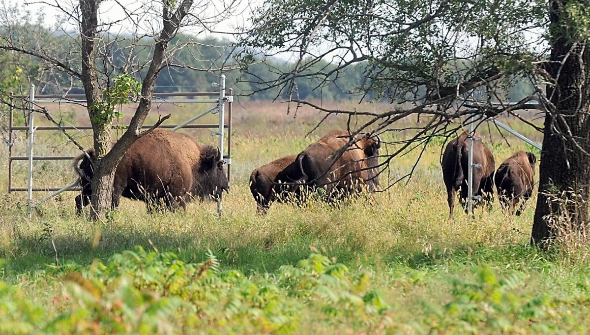 New bison herd runs free at Minneopa | News | mankatofreepress.com