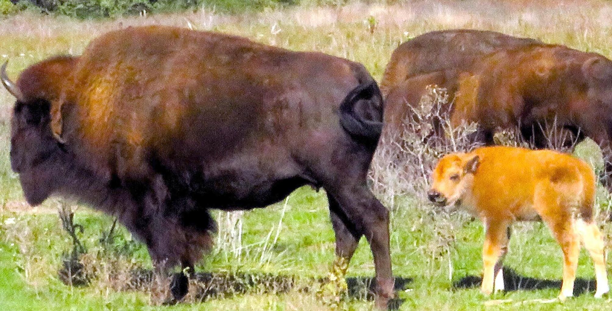 Surprise! Bison calf born this month instead of in spring | Local News ...