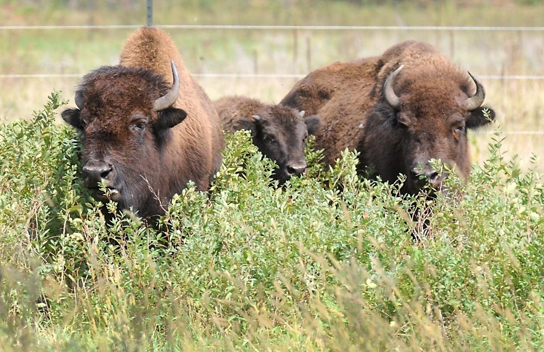 New bison herd runs free at Minneopa | News | mankatofreepress.com