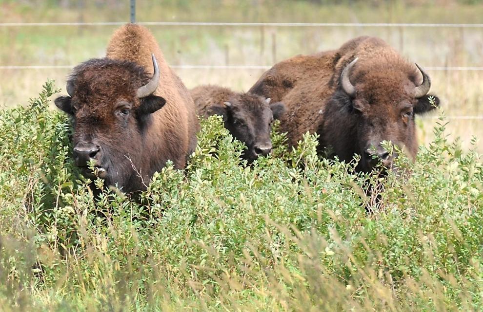 New bison herd runs free at Minneopa | News | mankatofreepress.com