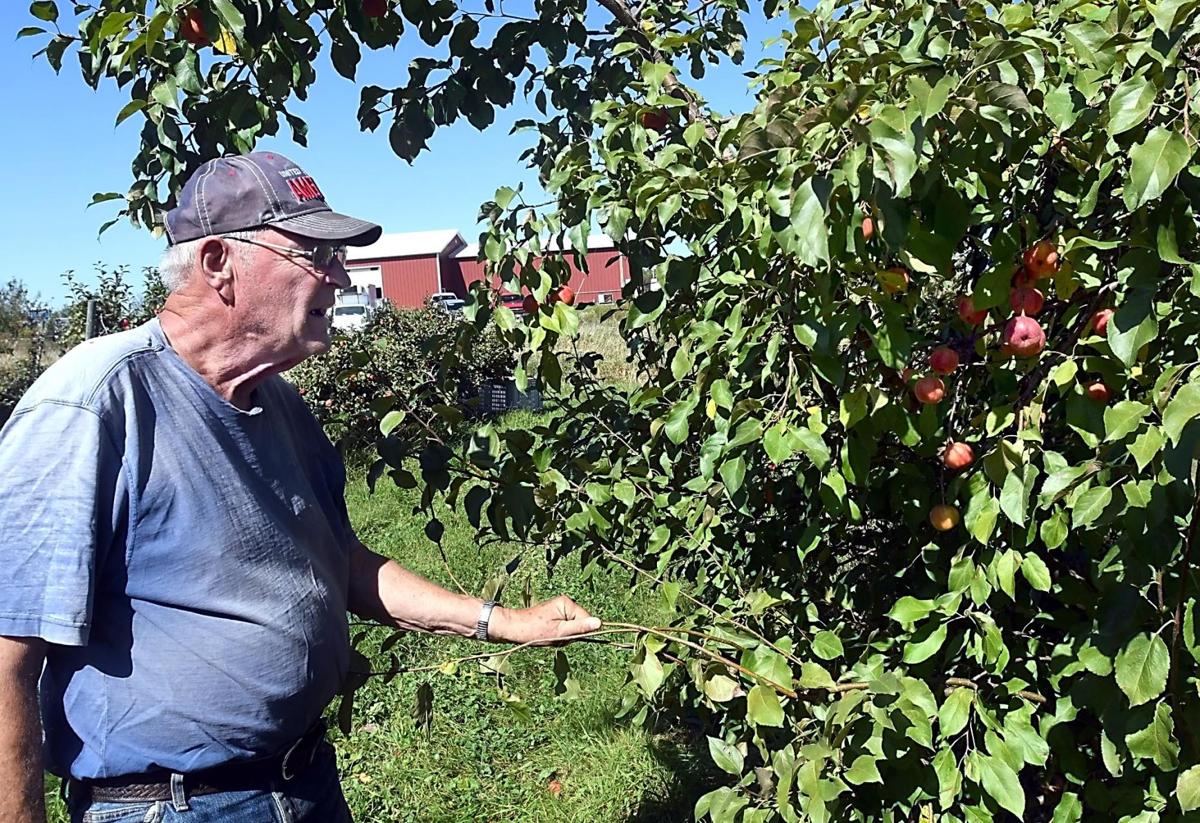 Apple time: Area orchards bringing in a good crop | News ...