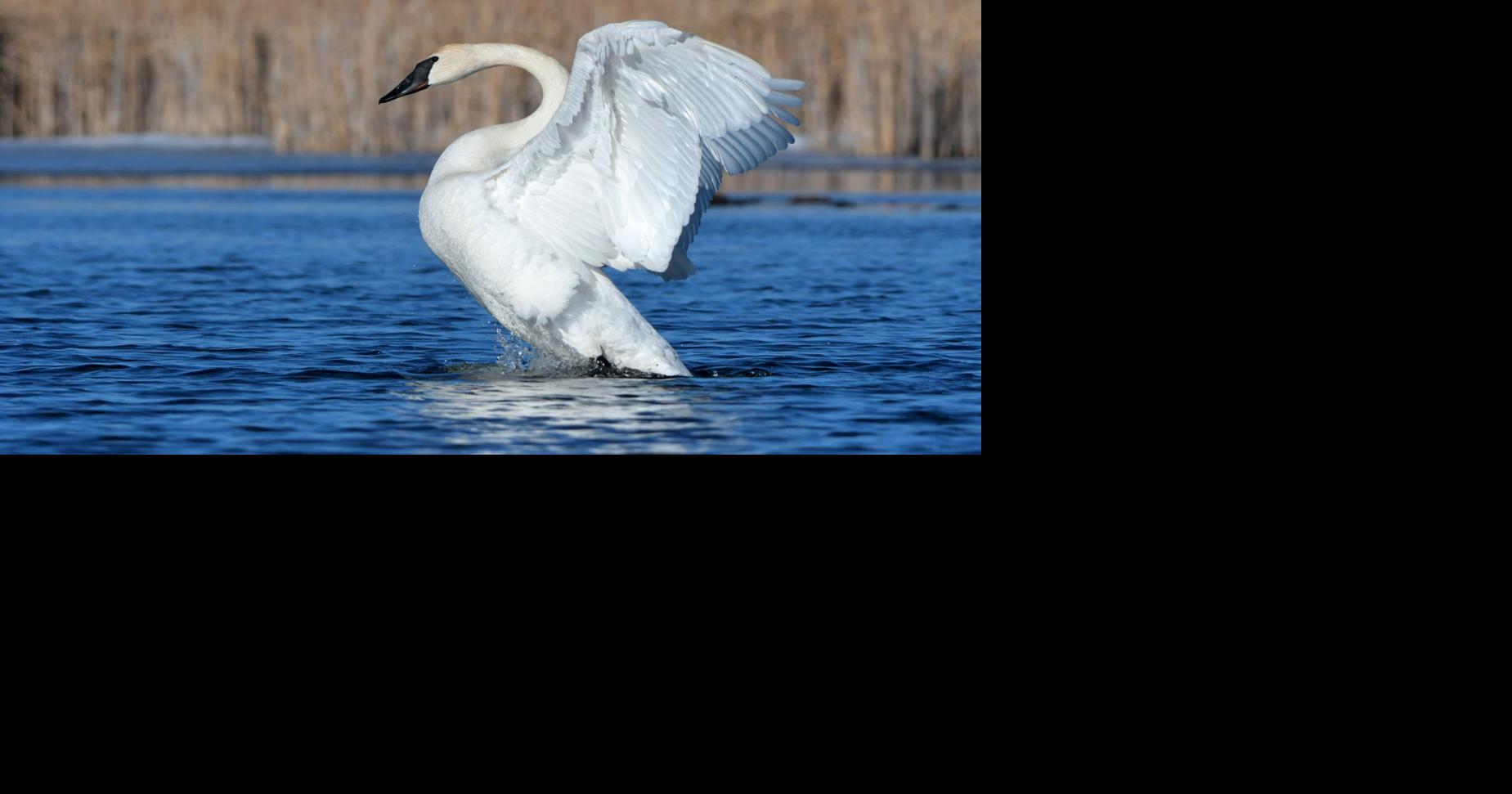 Outdoors: Trumpeter swans have made historic comeback in Minnesota ...