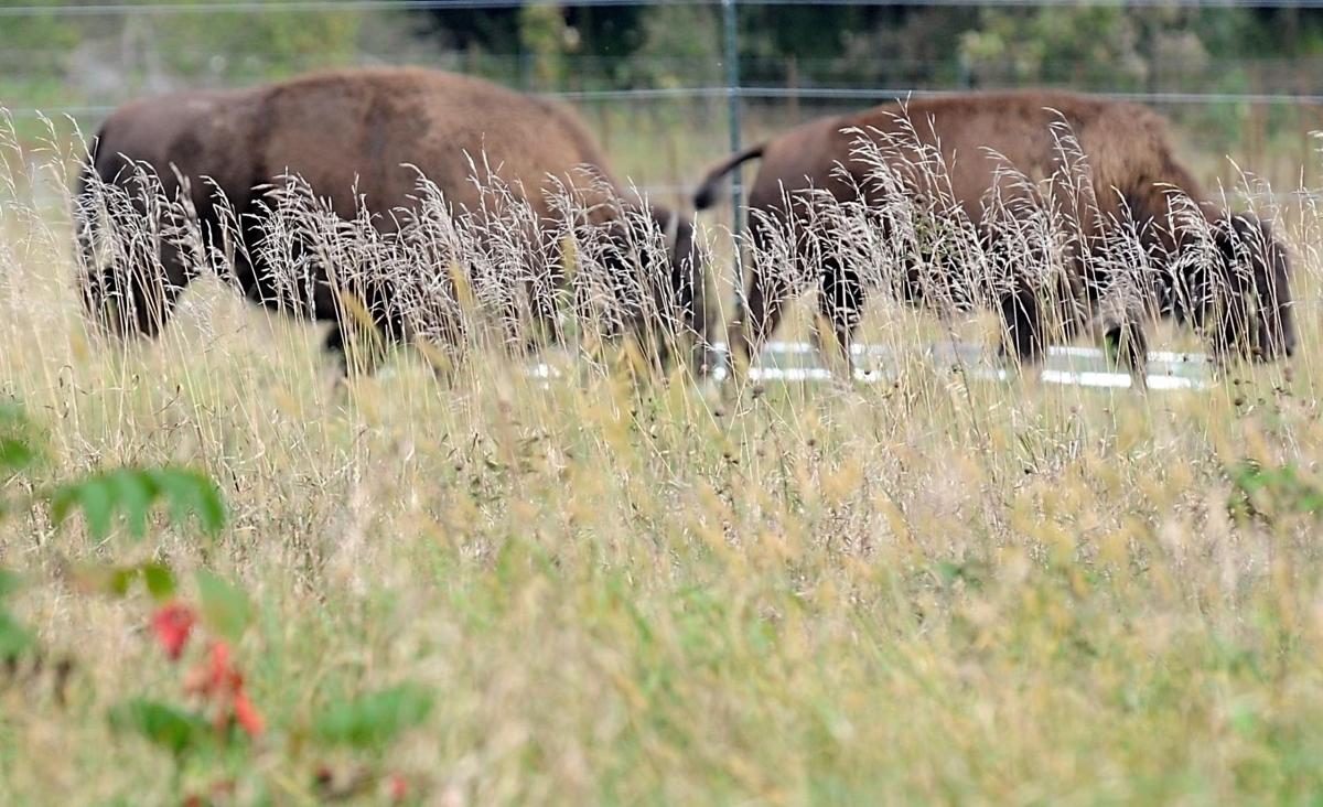 New bison herd runs free at Minneopa | News | mankatofreepress.com
