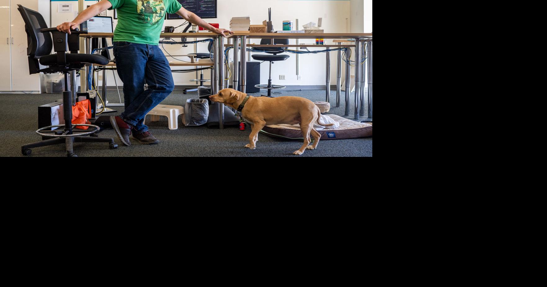 sub-Dogs at Work 1 | Local News | mankatofreepress.com