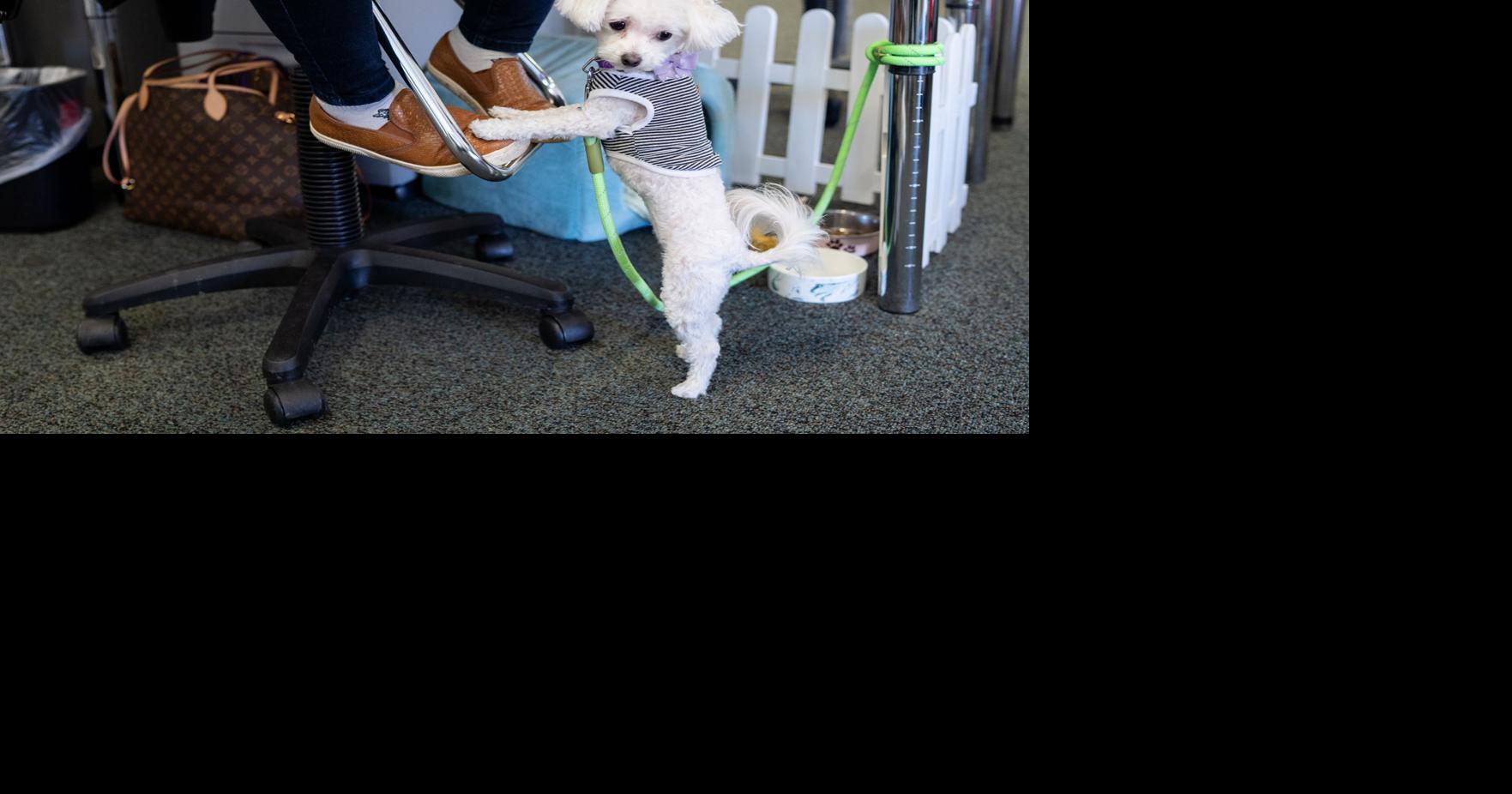 sub-Dogs at Work 3 | Local News | mankatofreepress.com