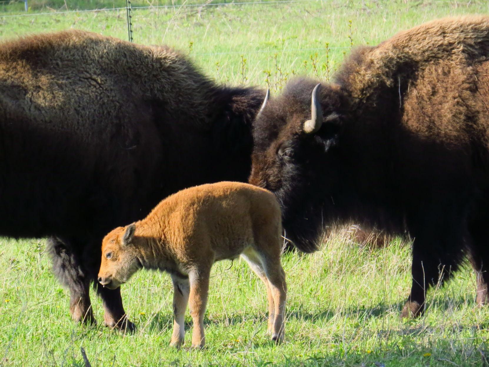PHOTOS: Newborn bison at Minneopa State Park | Photos ...