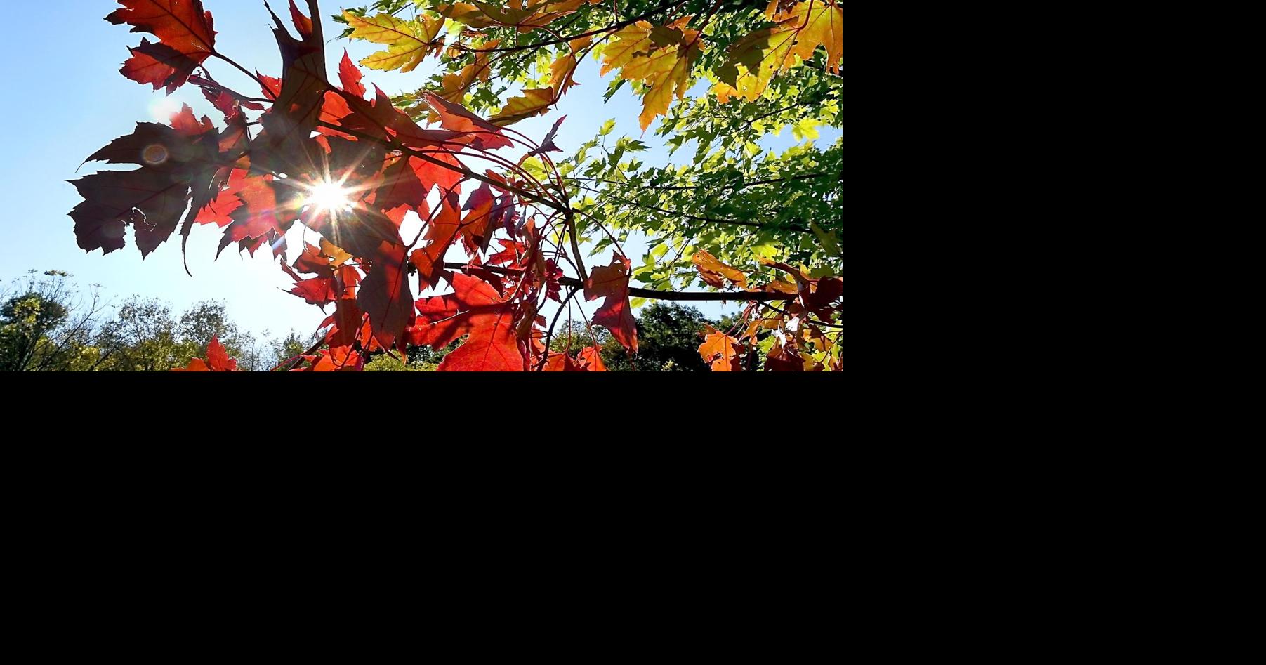 Trees beginning their fall color show | Local News | mankatofreepress.com
