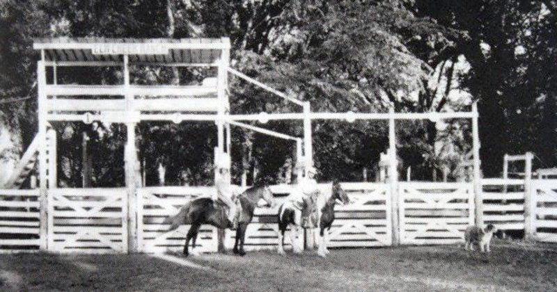 Madelia's rodeo featured turkeys, bison, competitions | Local News ...