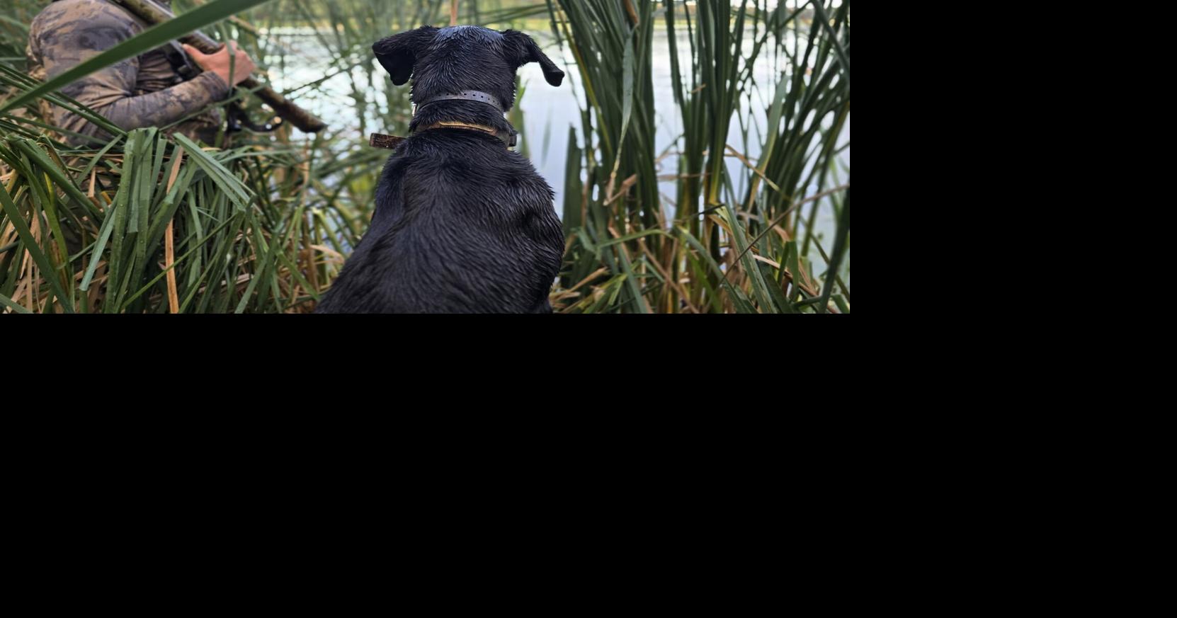 Mackenthun: Offseason training for dogs is key to a successful hunting ...
