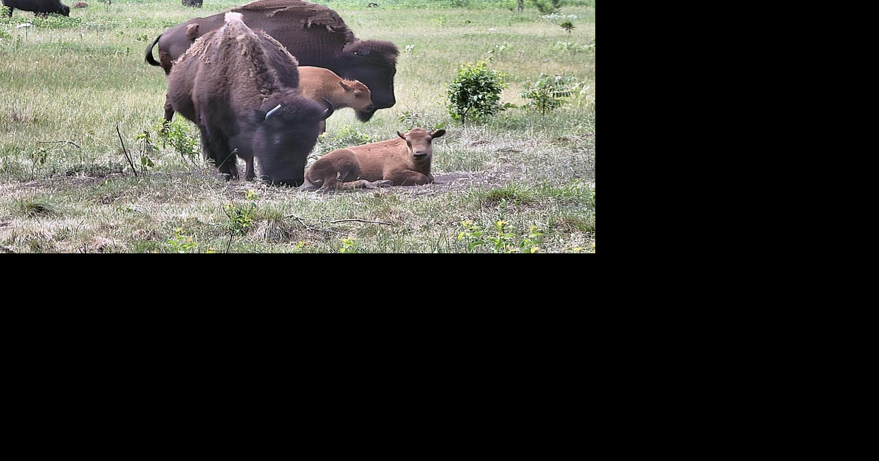 13 bison calves at Minneopa bring herd size to 44 | Local News ...