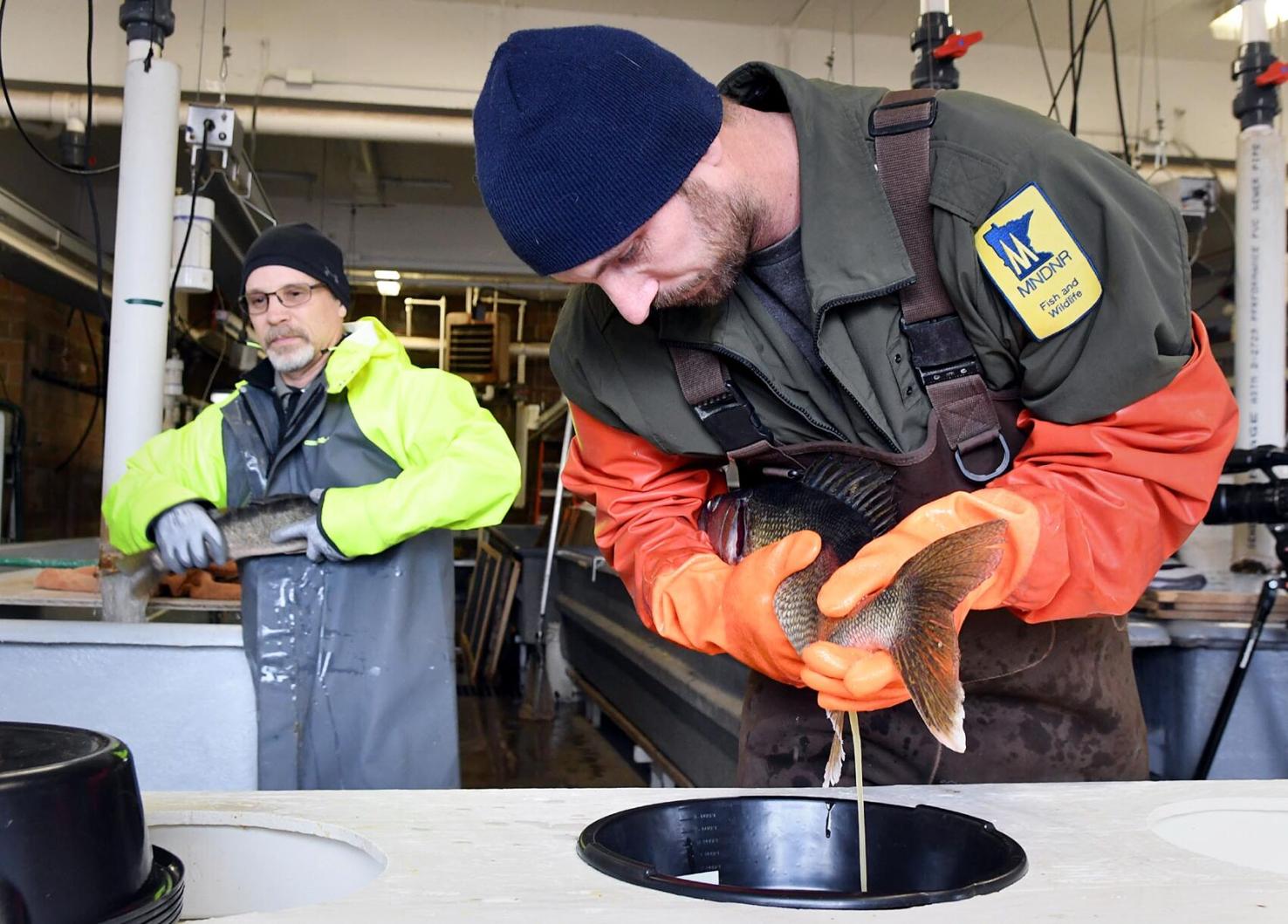A walleye is a walleye, but special strain found in southern Minnesota ...