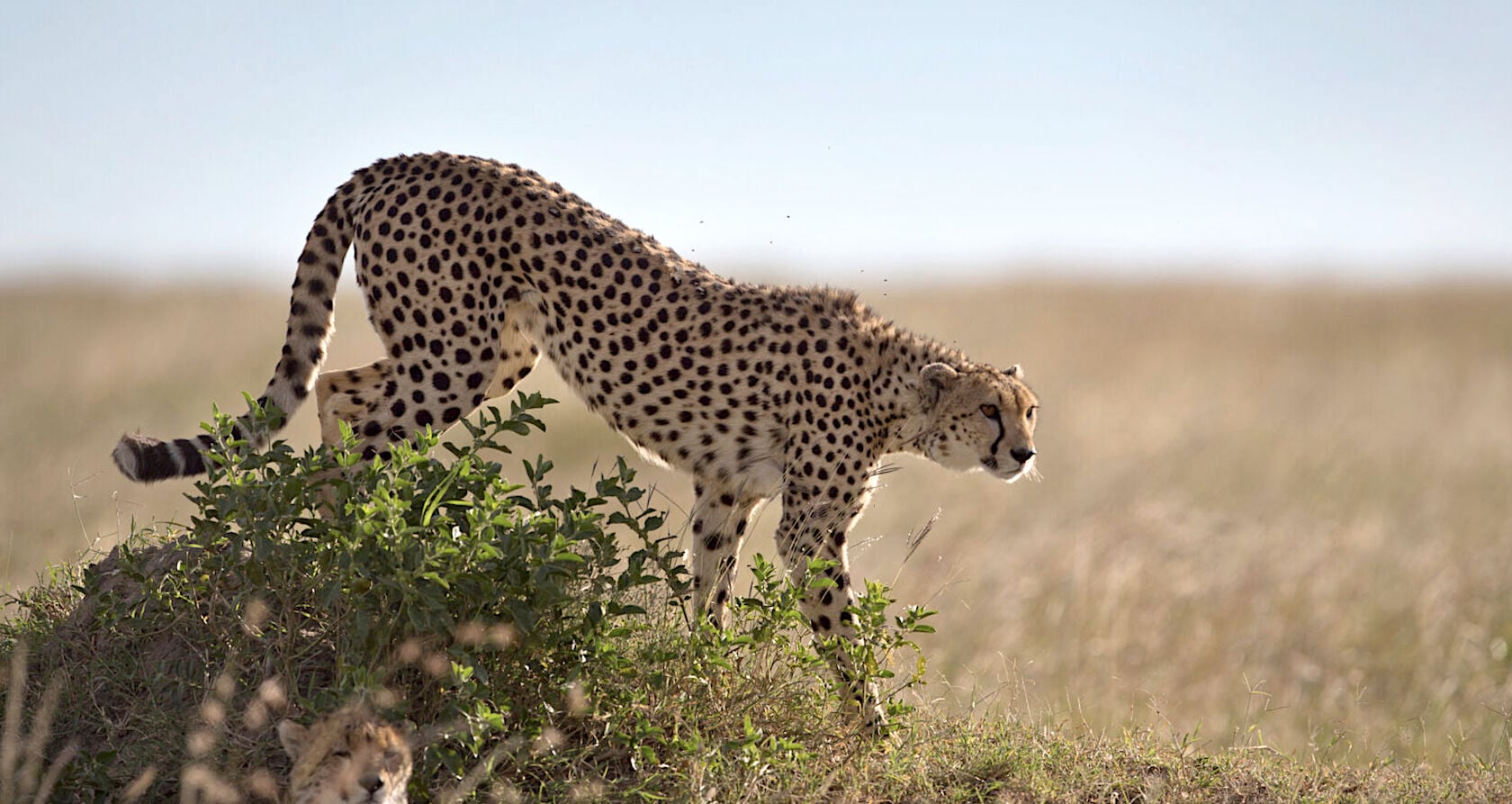 Cheetah | Lifestyles | mankatofreepress.com