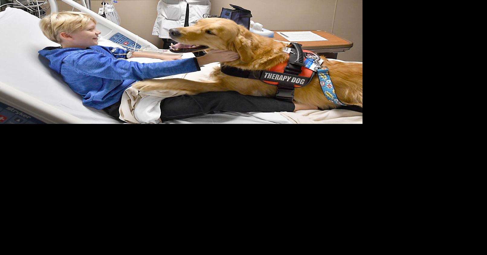 Caring canine: Therapy dog makes rounds at Mankato hospital | Local ...