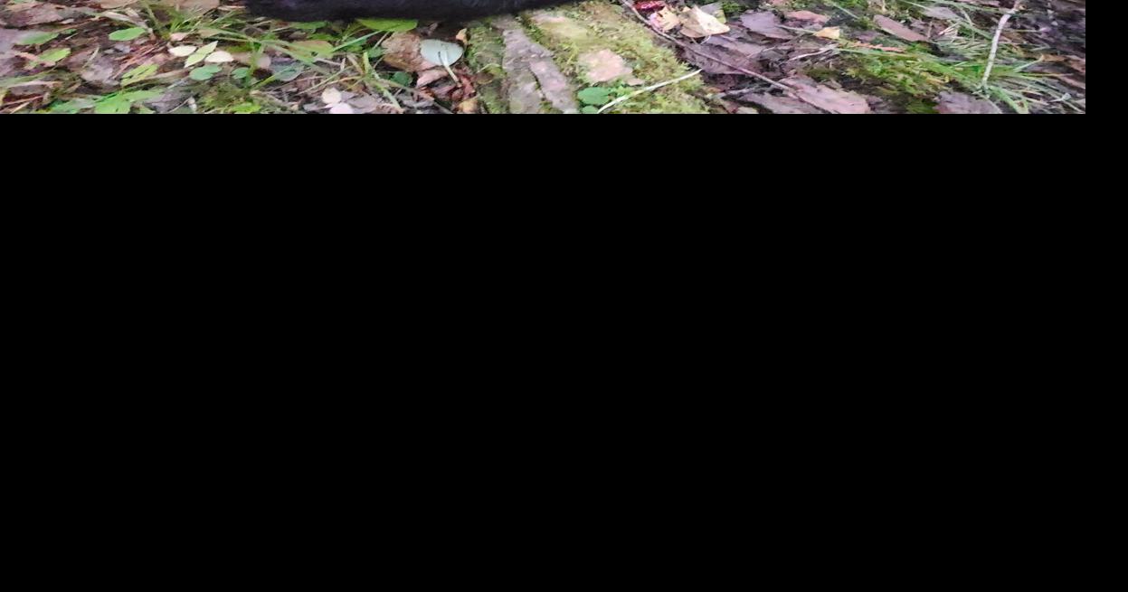 Mackenthun: Guide makes northern Minnesota bear hunt easier, more fun ...