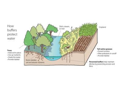 New buffer law prompts confusion over requirements for vegetation ...
