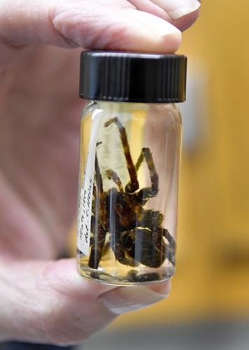 SPIDEY SENSE Bethany professor an expert on all things arachnid | Local ...