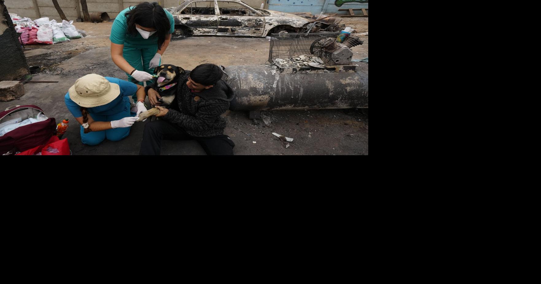 Veterinarians come to the rescue of animals caught up in Chile's ...