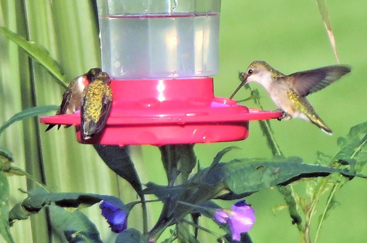 Fans of Hummingbird Hurrah prepare to flock to Henderson | Local News ...