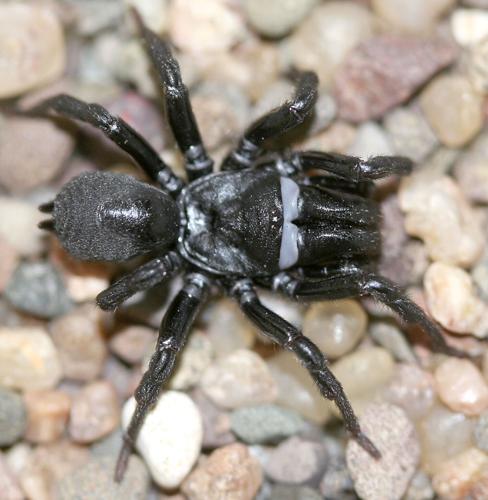 SPIDEY SENSE Bethany professor an expert on all things arachnid | Local ...