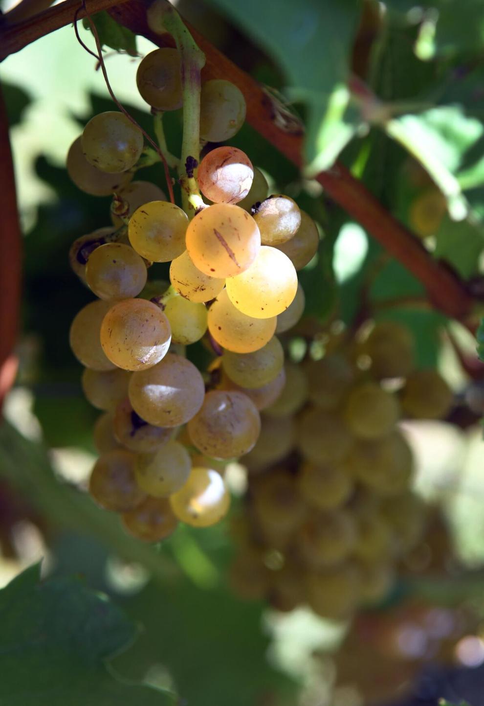 New Itasca grape celebrated by wineries | Local News | mankatofreepress.com