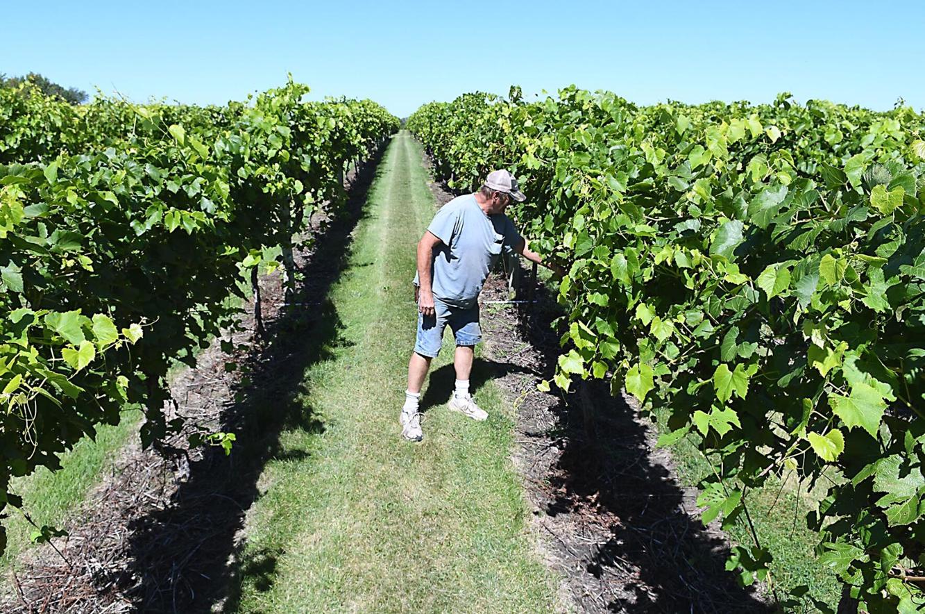 New Itasca grape celebrated by wineries | Local News | mankatofreepress.com
