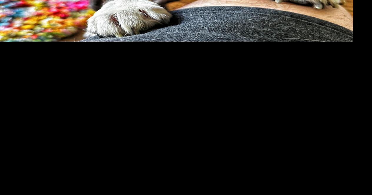 Submit photos for Mankato Magazine's pet issue | Lifestyles ...