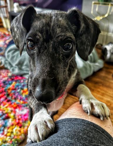 Submit photos for Mankato Magazine's pet issue | Lifestyles ...