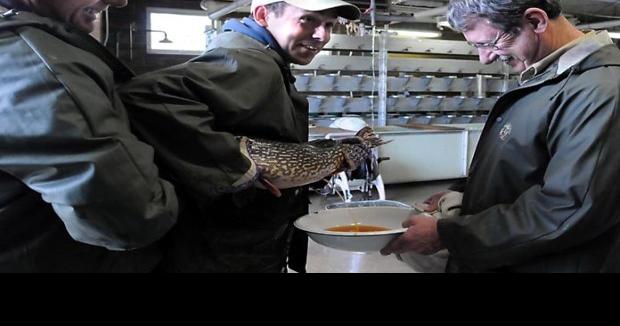 Cross: DNR Waterville Fish Hatchery helping to create 'green lightning ...