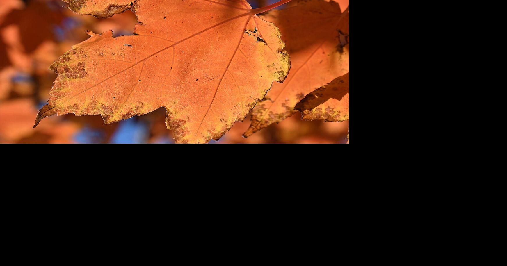 Fall colors just around the corner as peak nears | Local News ...