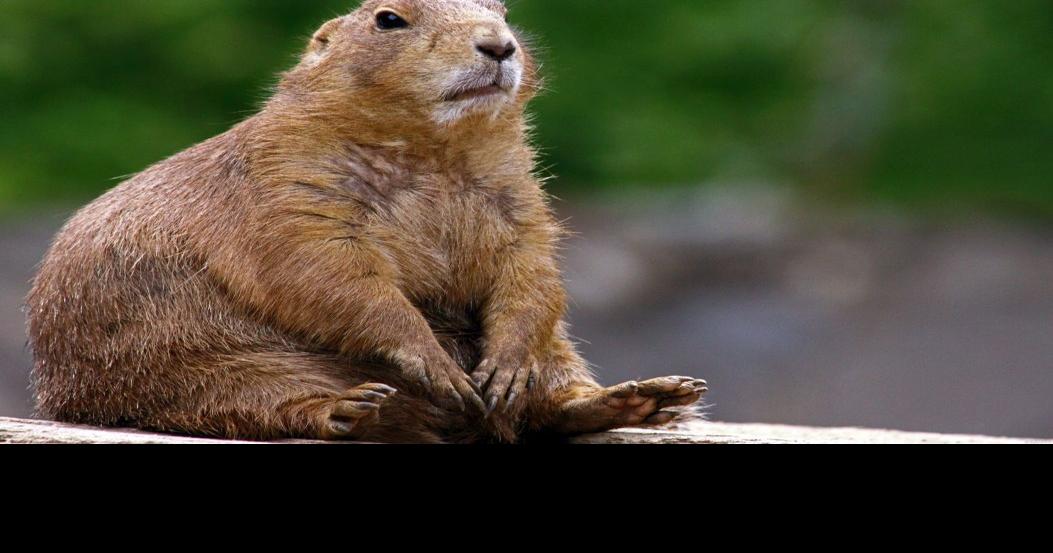 1950s film shows beavers parachuting into Idaho backcountry (video ...