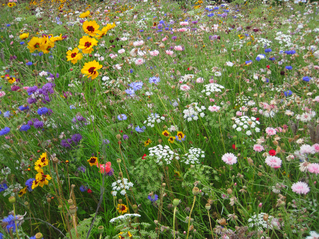 Establish your own prairie garden | Lifestyles | mankatofreepress.com