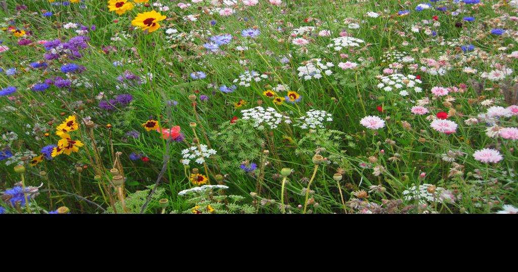 Establish your own prairie garden | Lifestyles | mankatofreepress.com