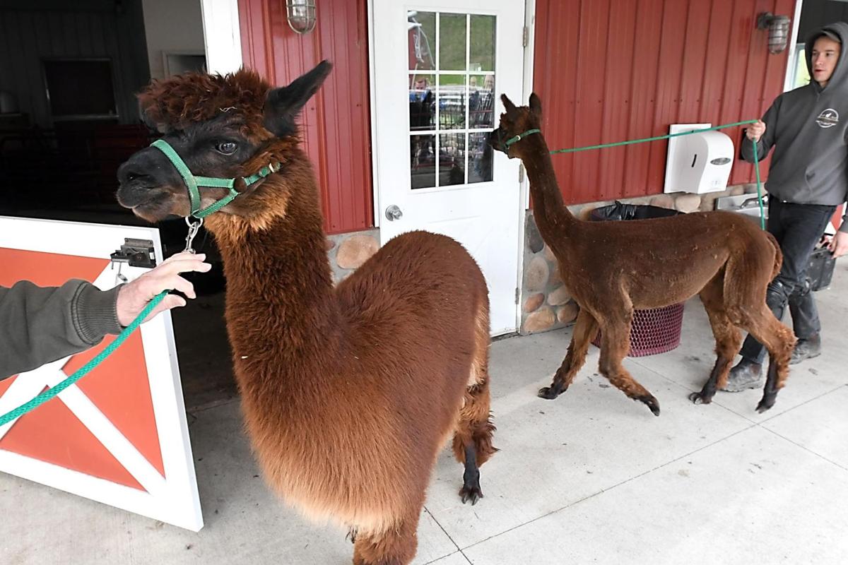 PHOTOS: Sibley Park alpacas get their annual shearing | Local News ...