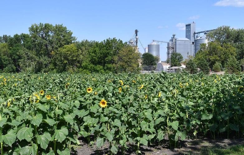Here come the sunflowers: Company uses season to raise awareness ...