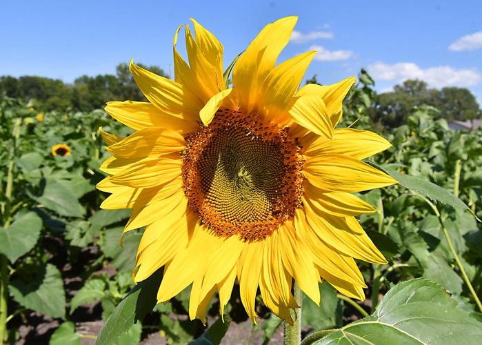 Here come the sunflowers: Company uses season to raise awareness ...