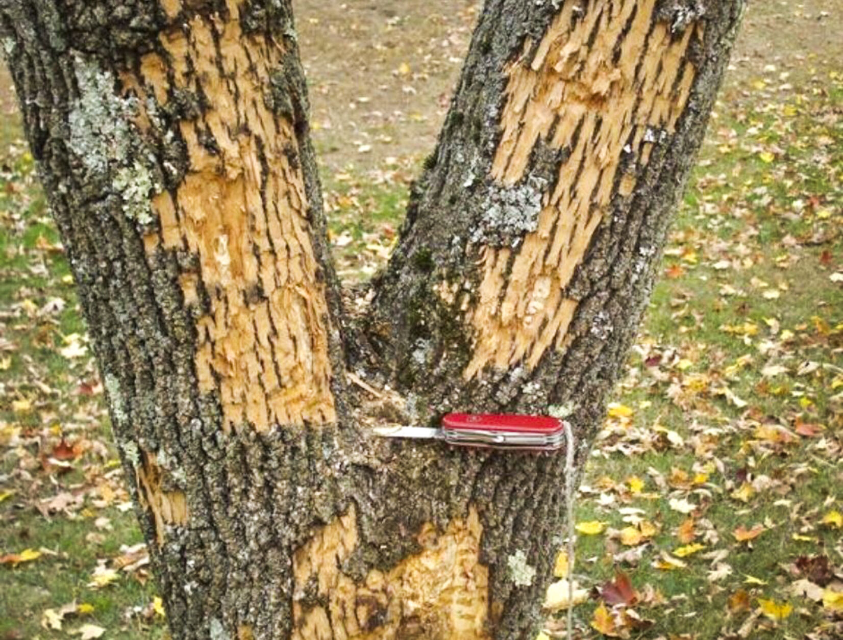 EAB infestation about to hit homeowners in the ash | Local News ...