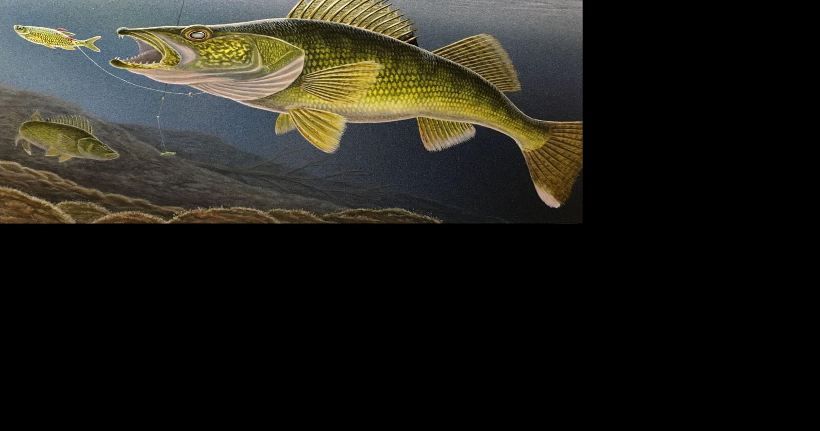 Mapleton man wins DNR walleye stamp contest | News | mankatofreepress.com