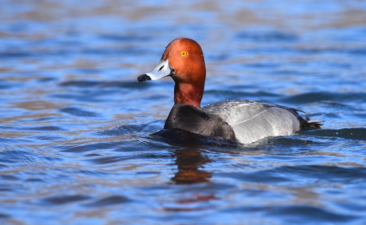 Outdoors column: Despite icy spring, waterfowl migration is well ...