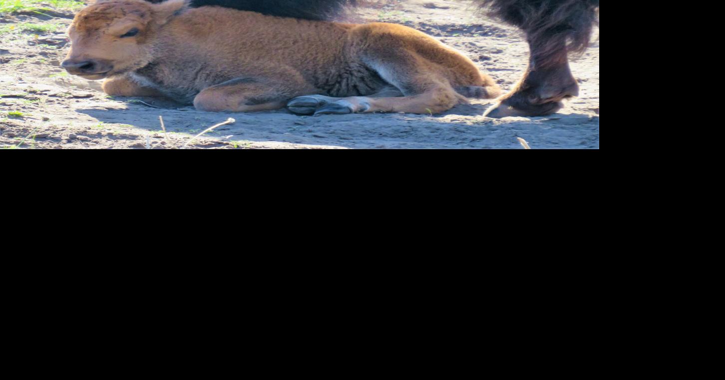 First bison babies arrive at Minneopa State Park | Local News ...