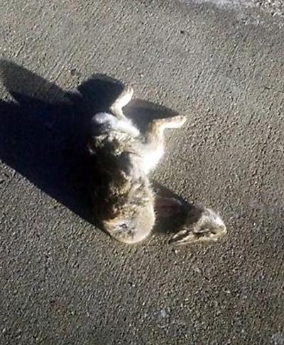 Ask Us: Headless rabbit, guinea fowl survived long winter | Local News ...