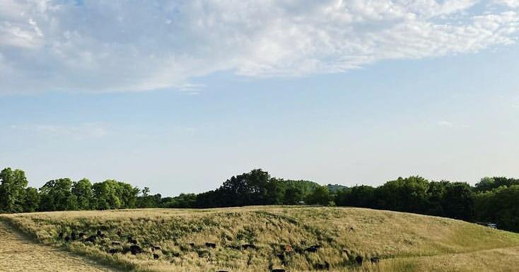 Sasse Lake Farms delivers quality beef | Millennial | mankatofreepress.com