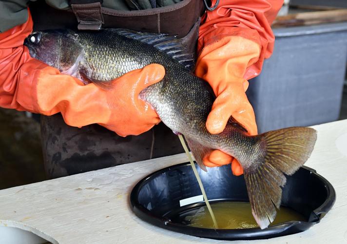Cannon River walleye catch to benefit area lakes | Local News ...