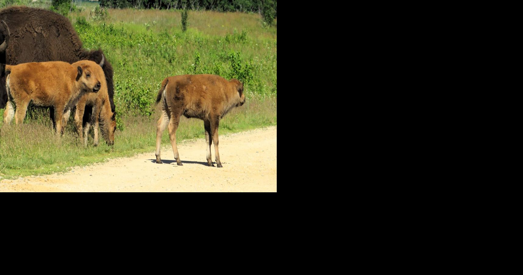 Minneopa State Park bison herd grows by 10 calves this spring | Local ...