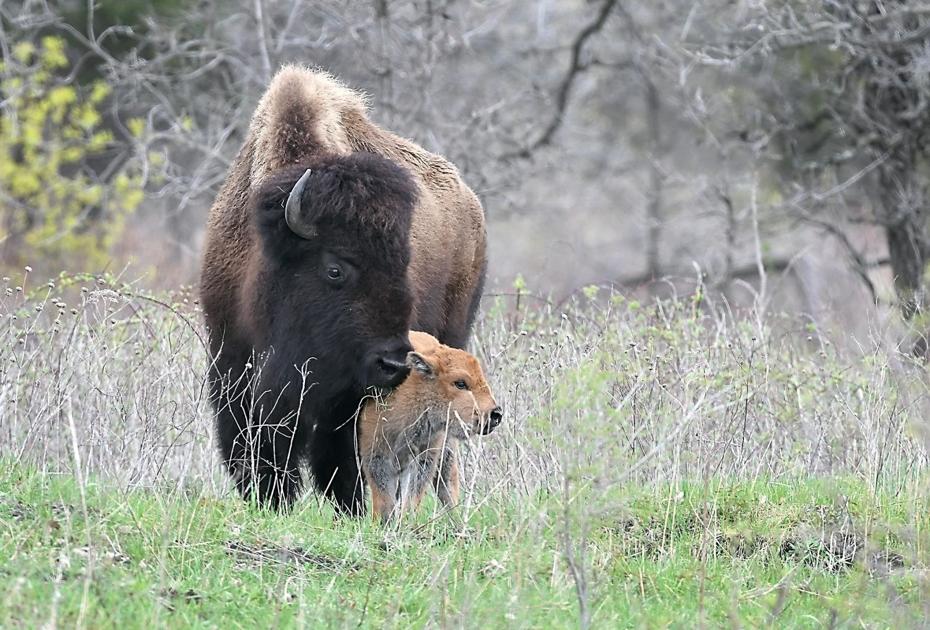 PHOTOS: Newborn bison at Minneopa State Park | Photos ...