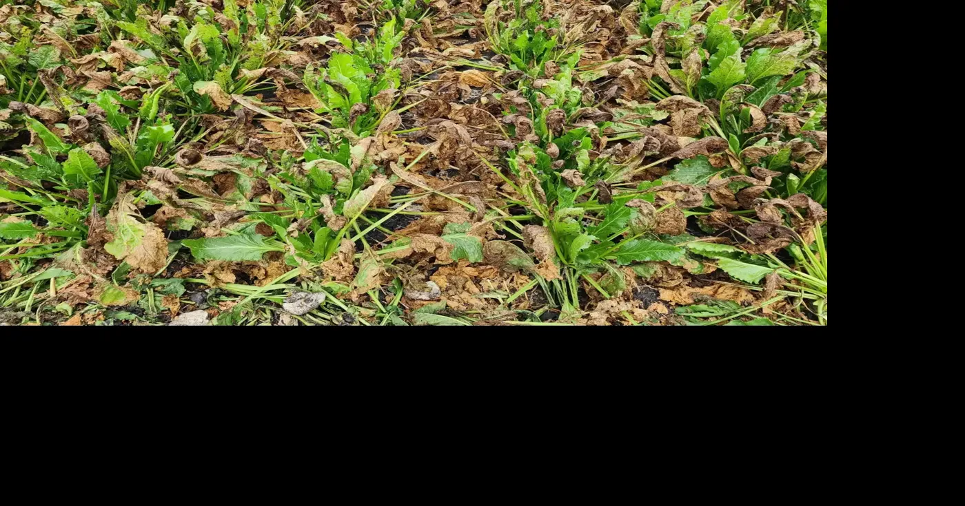 Minnesota sugar beet growers brace for the possible return of a ...