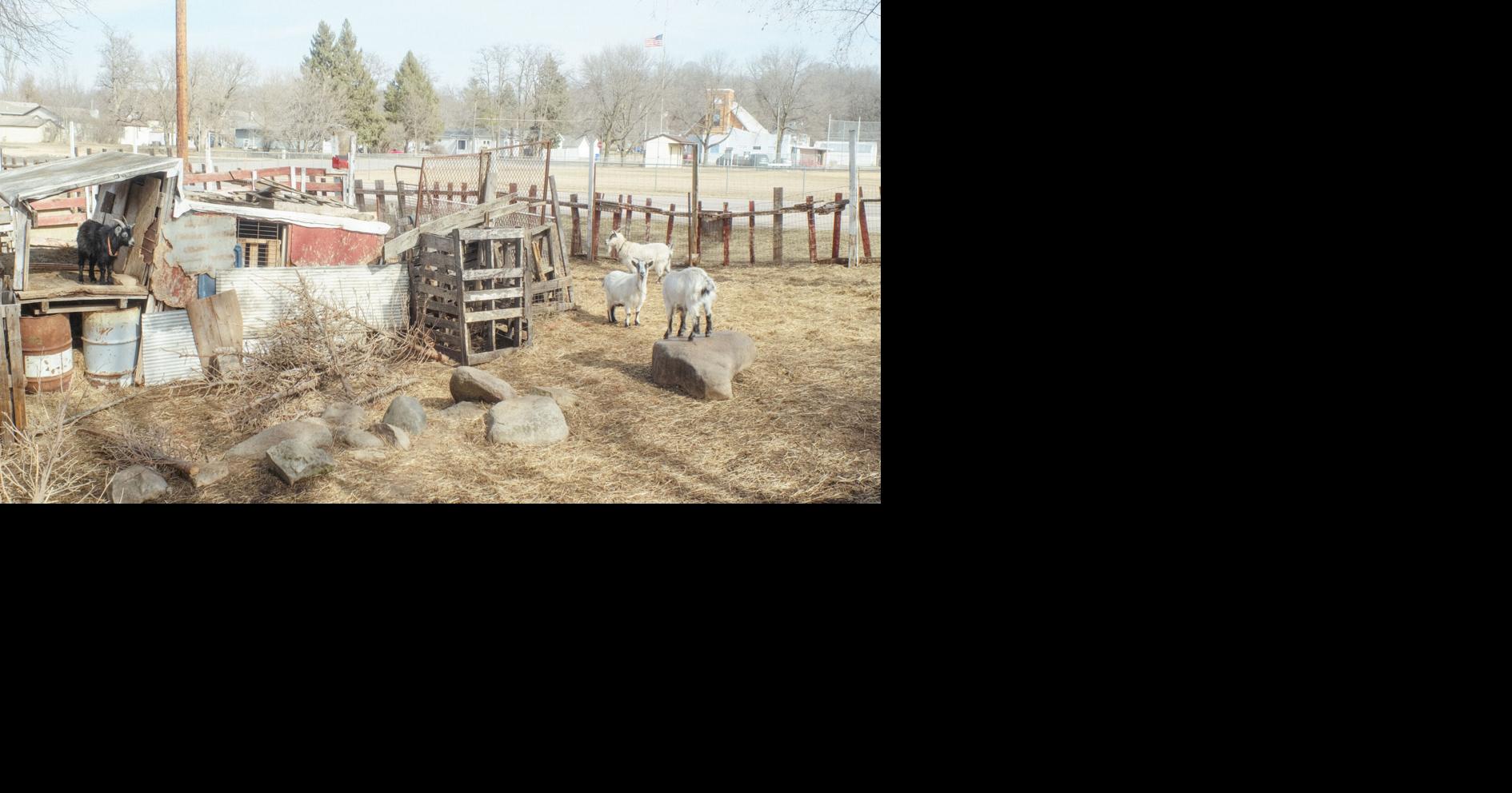 Goats galore! Kasota Zoo has been a curious roadside attraction for 65 ...
